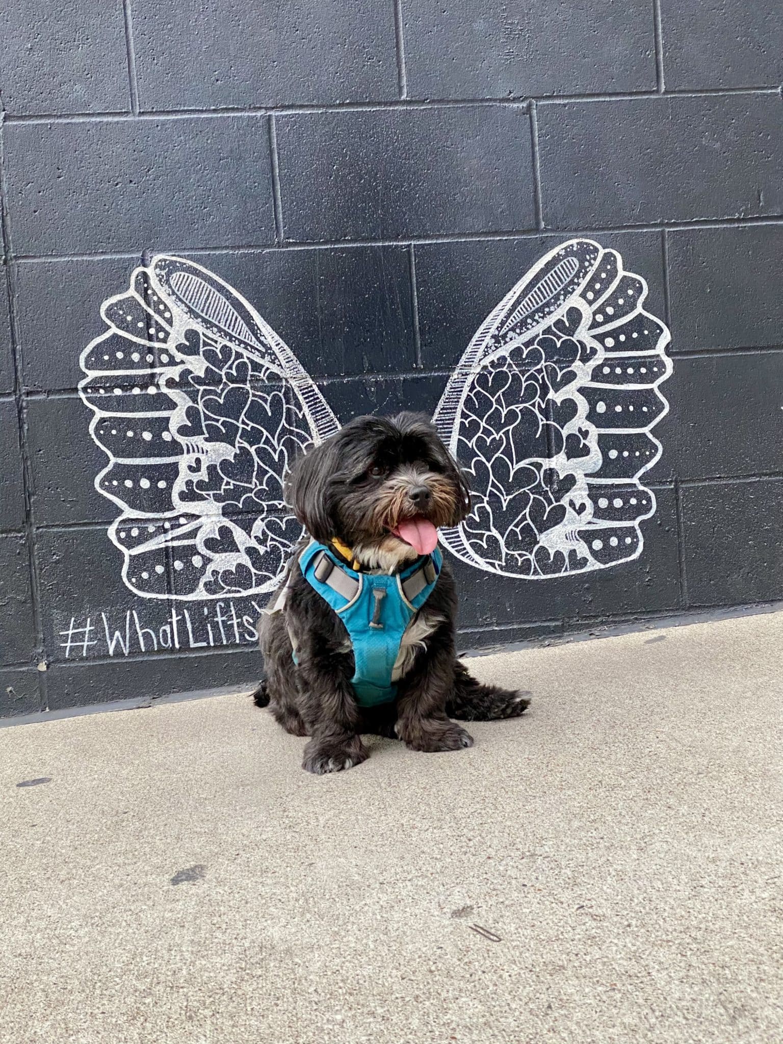 Companion: Life Lessons from My Beloved Travel Companion – ReelTraveller