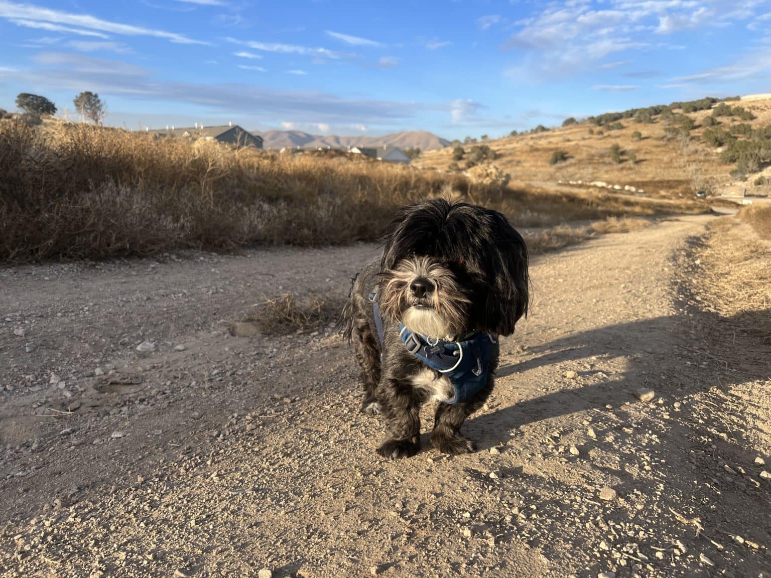 Companion: Life Lessons from My Beloved Travel Companion – ReelTraveller