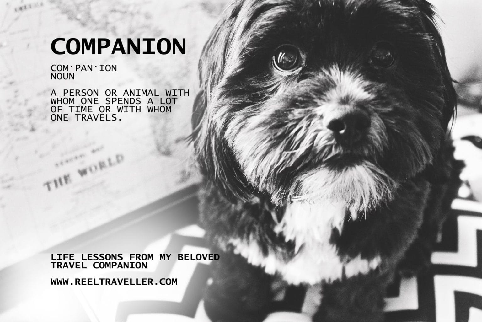 Companion: Life Lessons from My Beloved Travel Companion – ReelTraveller